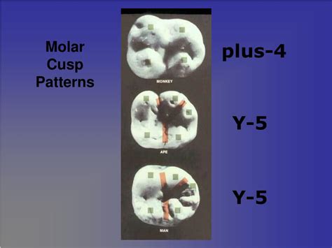 Ppt Lab 2 Hominid Anatomy Powerpoint Presentation Id156885