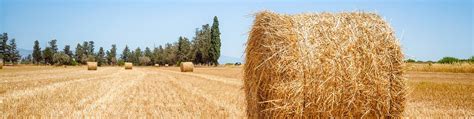 Сено - продам, куплю ! | Для тех кто хочет купить или продать СЕНО ...
