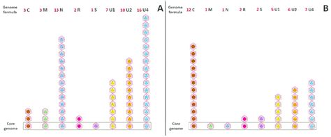 Schematic Representation Of The Genome Formula Of Faba Bean Necrotic Download Scientific