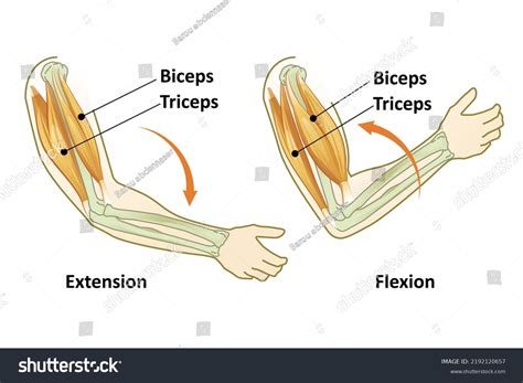 Flexion Reduction Angle Between Two Bones Stock Illustration 2192120657
