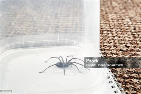 큰 약탈 거미 갇혀 흰색 배경에 격리 국내 거미류의 큰 대표 거미의 두려움이나 공포증 다리 8개 클로즈업 공간을 복사합니다