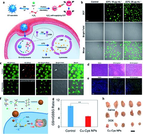 A Schematic Synthetic Process Of Copper Peroxide Cp Nanodots For