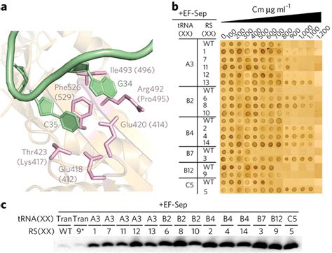 Evolution Of Seprs Anticodon Binding Further Improves Pser