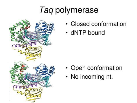 Ppt Structures Of Mismatch Replication Errors Observed In A Dna