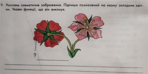 9 розглянь схематичне зображення підпиши позначений на ньому складник квiтки укажи функції