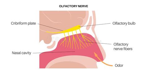 Olfactory Nerve Stock Vector Illustration Of Healthy 27714655