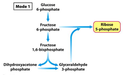 Lecture 25 Pentose Phosphate Pathway Flashcards Quizlet