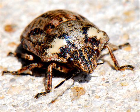 Ugly Bug Macro Photograph By Robert Gallup
