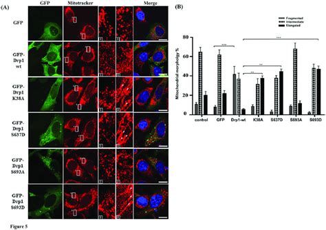Mitochondrial Dynamics Of Hela Cells With Drp1 Wt And Mutants A Hela
