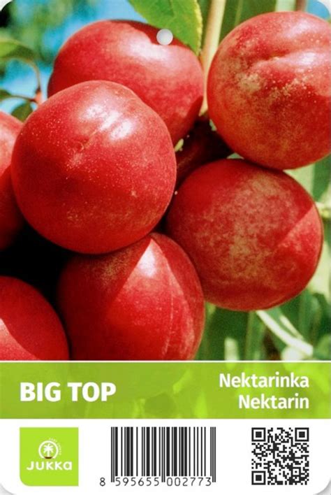 Nektarinka Big Top Kontejner Jukkacz