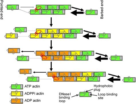 A Simplified Model For Actin Treadmilling Presented In Red Are The