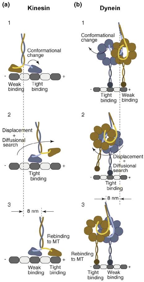 Walking The Walk How Kinesin And Dynein Coordinate Their Steps Pmc