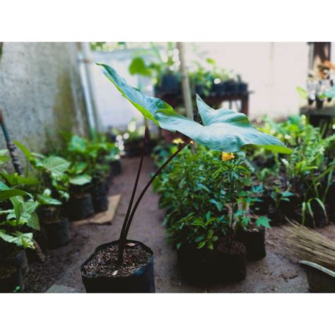 Jual Tanaman Sente Batang Hitam Pohon Sente Hitam Shopee Indonesia