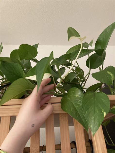 How To Propagate A Random Mutation Rplantclinic
