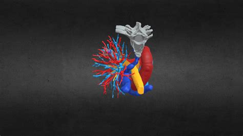 Rul Adca 3d Model By Ht3dmedica 5ab3843 Sketchfab