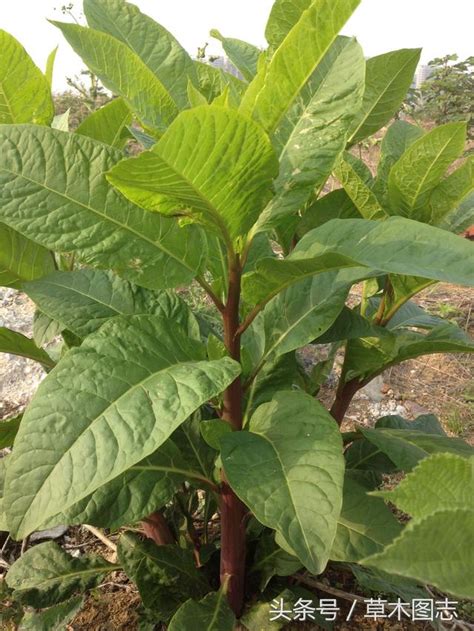 農家院裡這種叫土人參的野生植物，根有毒，千萬不能吃！ 每日頭條