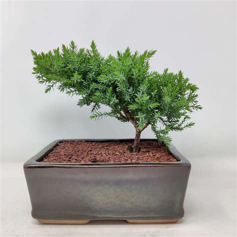 Bonsai 17cm Juniper Juniperus Squamata Prostata Pingii Folia House