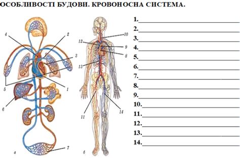 Роздавальні картки Будова органів людини