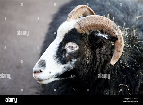 Black Goat Hi Res Stock Photography And Images Alamy