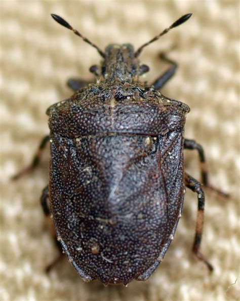 Turtle Bug Amaurochrous Cinctipes Bugguidenet