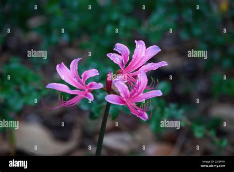 Surprise Lily Hi Res Stock Photography And Images Alamy