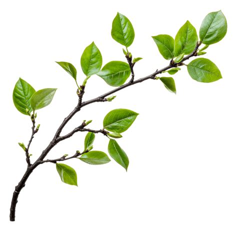 Green Leaves Branch Pngs For Free Download