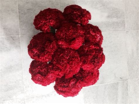 Pom Poms Raspberry Pom Pom Red