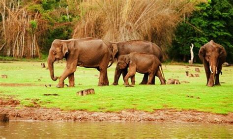 Wildlife Tour Packages Of India Elegant Tours India