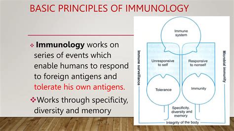 Seminar Basics Of Immunology Antigens Antibodies Immunoglobulins And Complement System Pptx