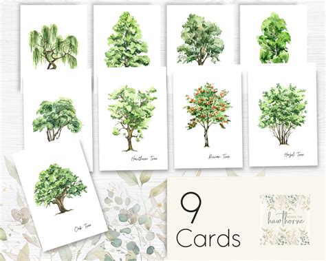 Tree Identification Flashcards Nature Study Flash Cards Nature