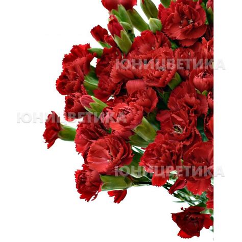Срезанные цветы: Гвоздика куст. Пино