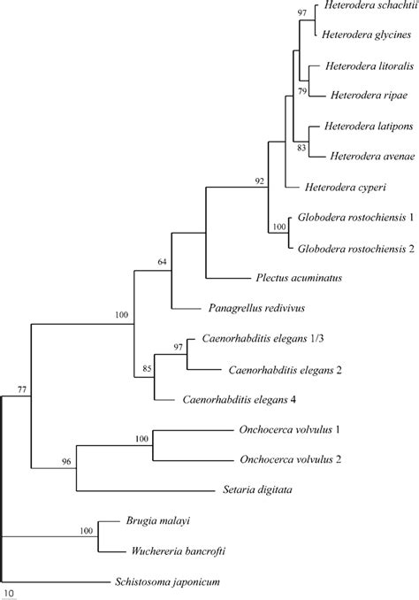 Phylogenetic Relationships Between Nematodes As Inferred From Partial