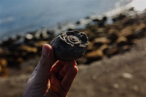 6 Place To Find Fossils Along The Yorkshire Dinosaur Coast