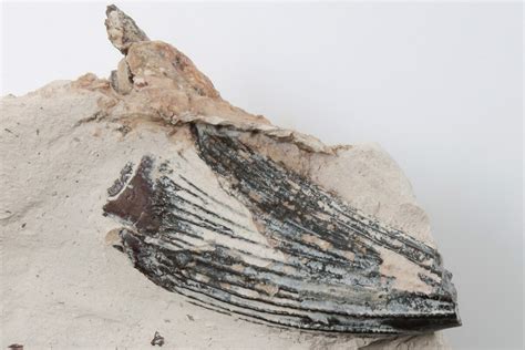 13 Polycotylid Plesiosaur Tooth Asfla Morocco 196704 For Sale