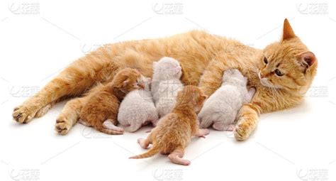 猫和小猫。素材 花瓣网