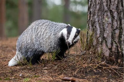 Can Badgers Climb Trees [answered]