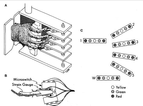 Figure 1 From Primary Motor Cortex Neurons During Individuated Finger And Wrist Movements