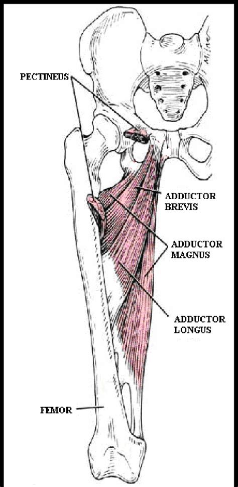The Hip Adductors Download Scientific Diagram