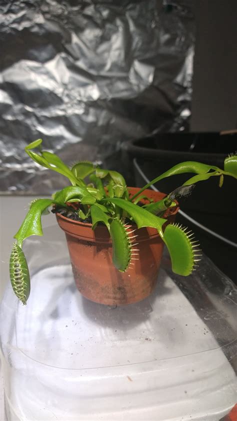 New Venus Flytrap And How To Care For It Rindoorgarden