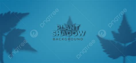 Plant Shadow Blue Background Plant Plant Shadow Plant Shadow