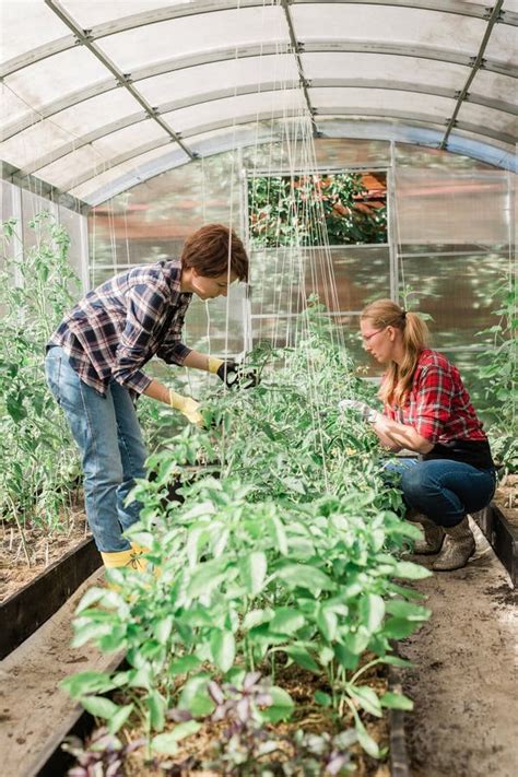 Two Women Working Inside Greenhouse Garden Nursery And Spring Concept