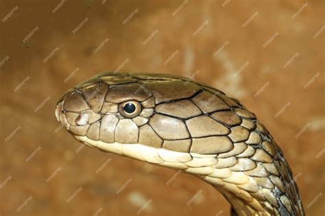 Premium Photo Close Up Head King Cobra Is Dangerous Snake At Garden