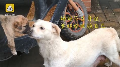 校園流浪狗被迫骨肉分離 母媽用親吻最後送別：要好好照顧自己 寵物交流區 公仔箱論壇 Powered By Discuz
