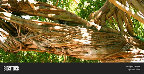 Twisted Tree Trunk Image Photo Free Trial Bigstock