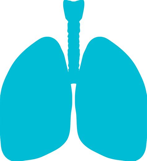 Svg 디자인 의료 과학 해부 무료 Svg 이미지 및 아이콘 Svg Silh