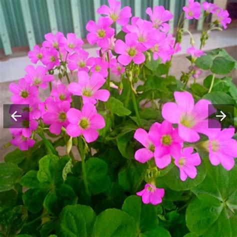 Cây Chua Me Đất cây me chua đất Shopee Việt Nam