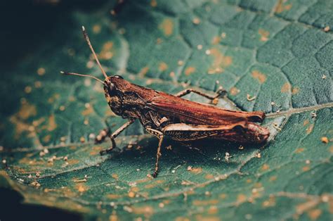 Jumpy Boi Rmacroporn