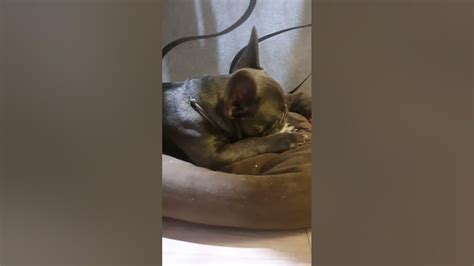 Бульдожка кушает чекс Youtube