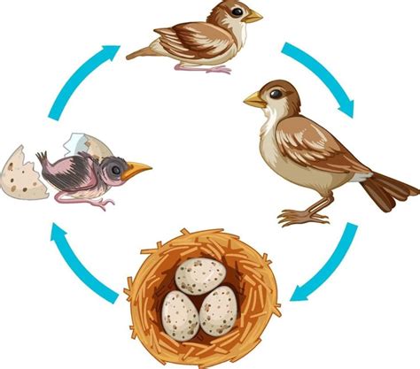 Life Cycle Of Bird On White Background Life Cycles Bird Life Cycle