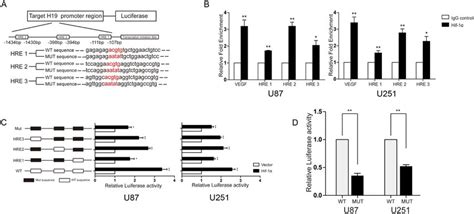 Hypoxia Response Elements Hres In The H19 Promoter Are Not The Only